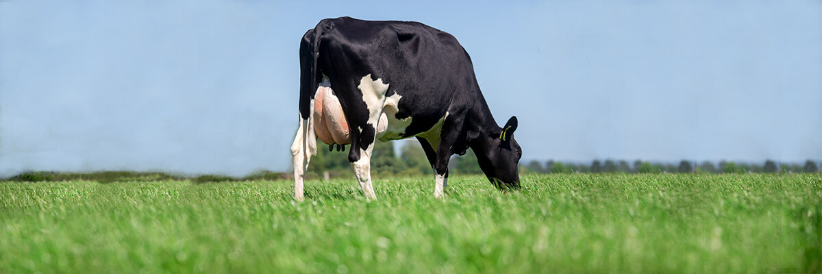 Holstein – Tropical Resilience Genetics