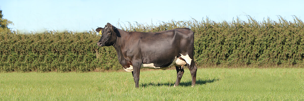 Holstein – Tropical Resilience Genetics