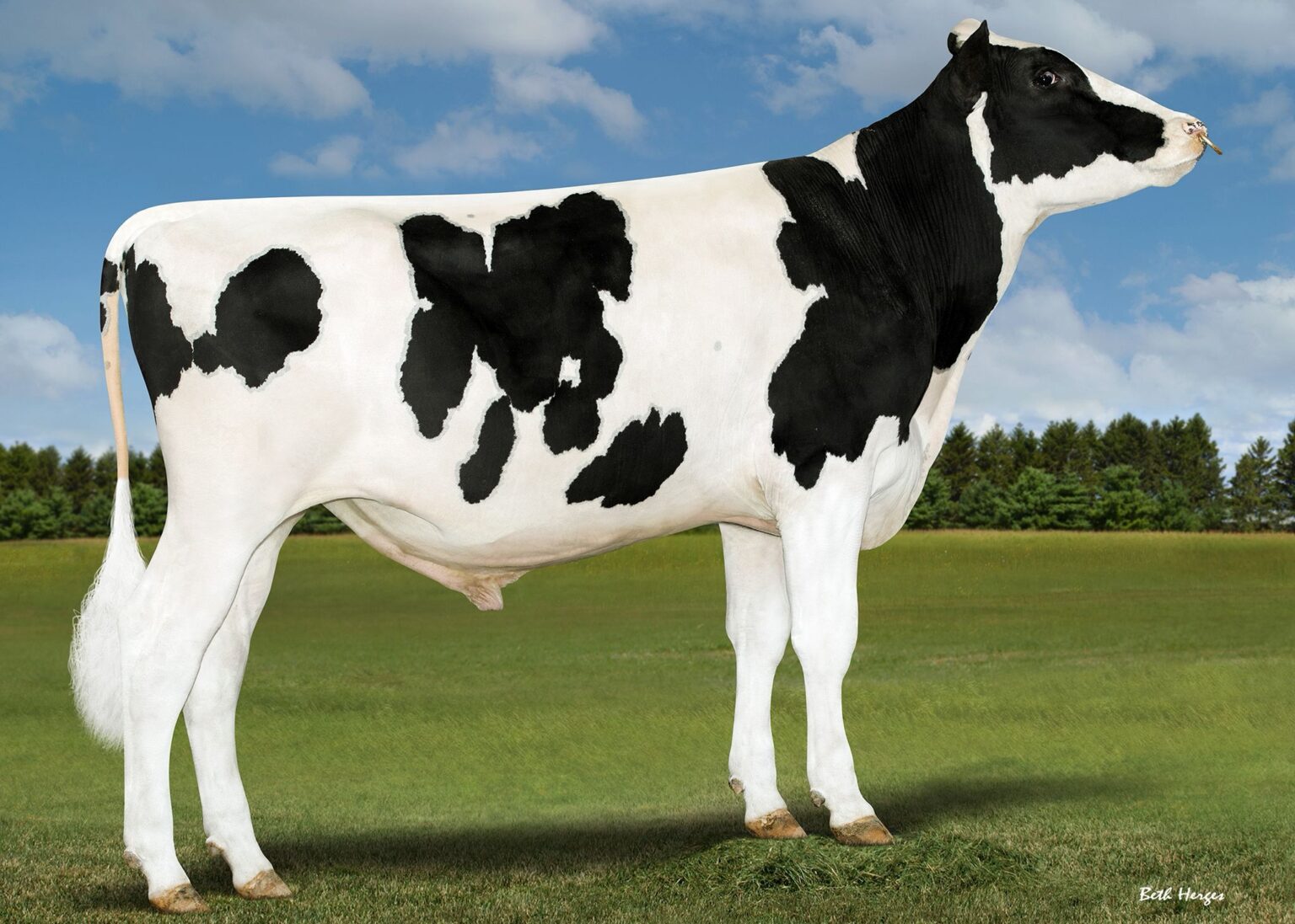Holstein – USA – Tropical Resilience Genetics